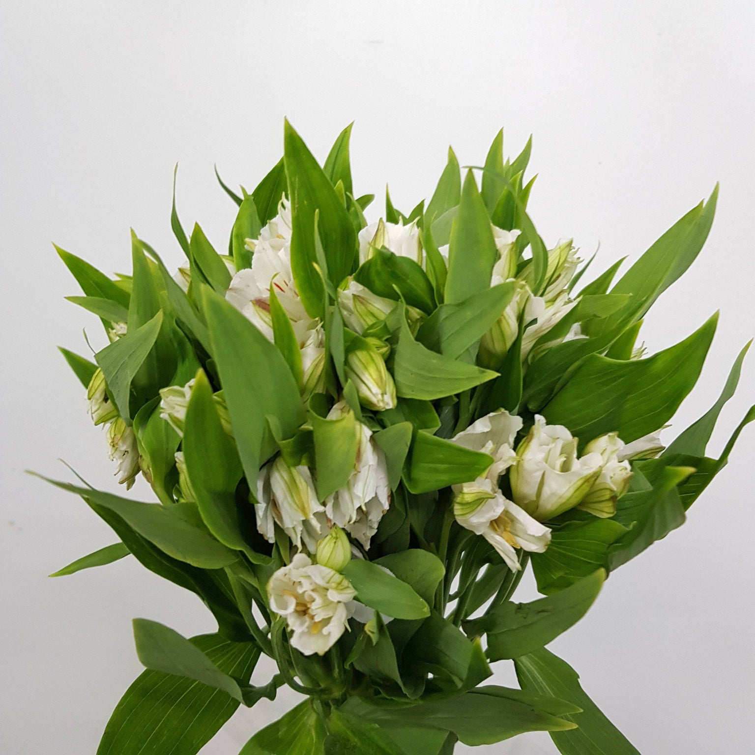 Wholesale Flowers Malaysia | Local & Import Fresh Cut Flower