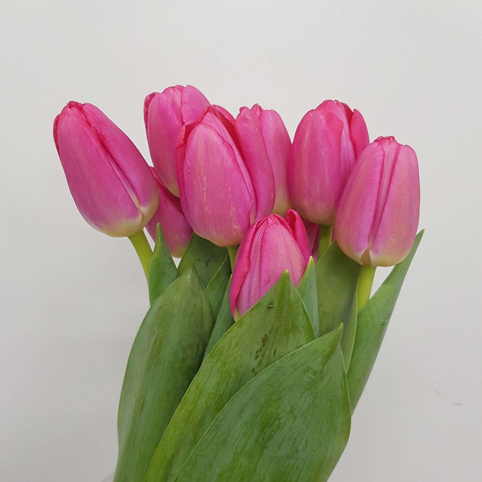 Tulip - Cherry Pink – Floristika.com.my