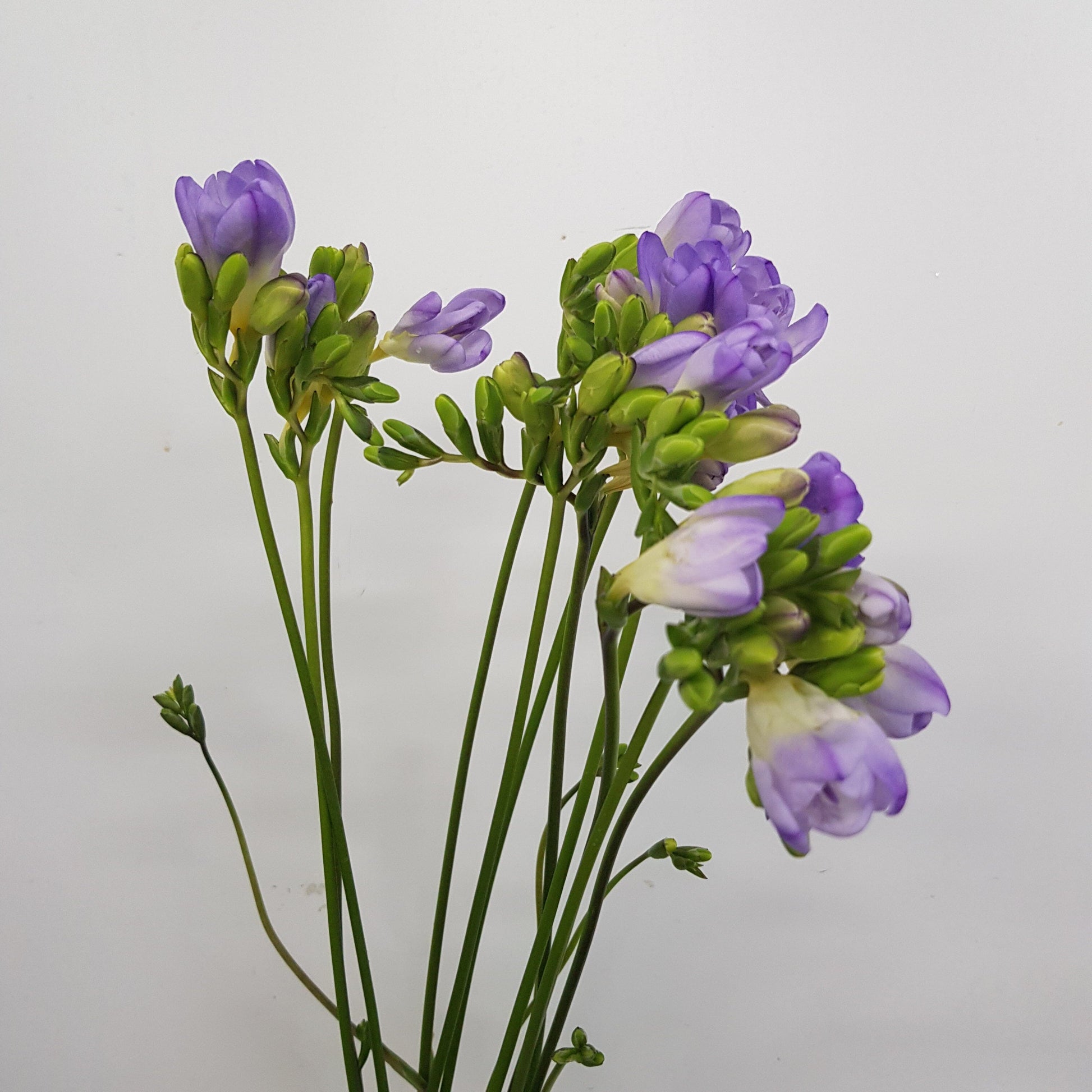 Fresh Cut Flowers - Freesia | Floristika Bangsar – Floristika.com.my