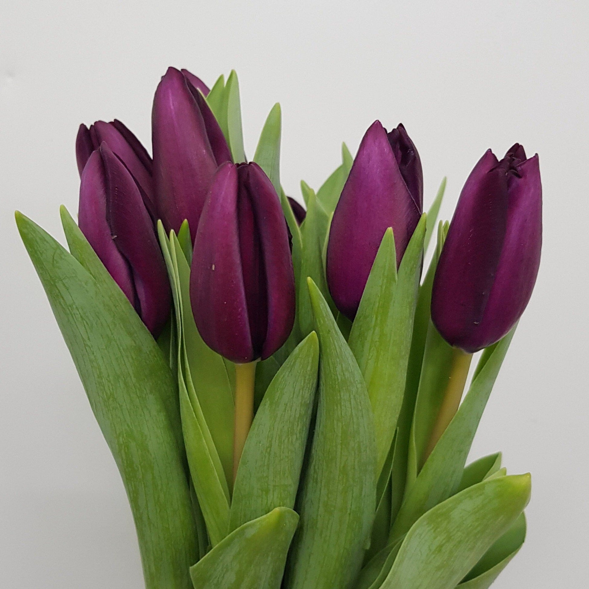 Tulip Night Vision - Dark Purple – Floristika.com.my
