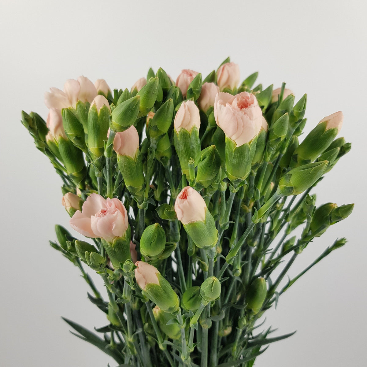 Spray Carnation (Imported) - Light Brown | Floristika.com.my