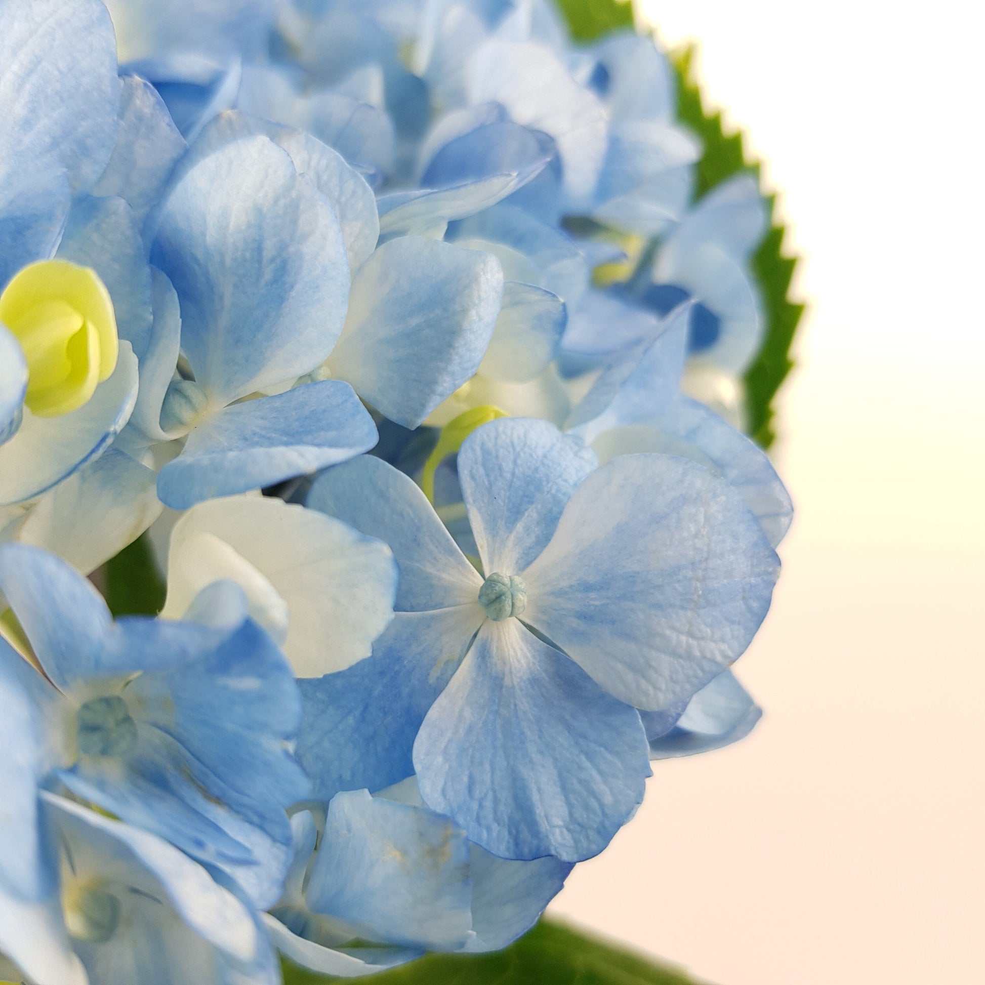 Hydrangea - Light Blue – Floristika.com.my