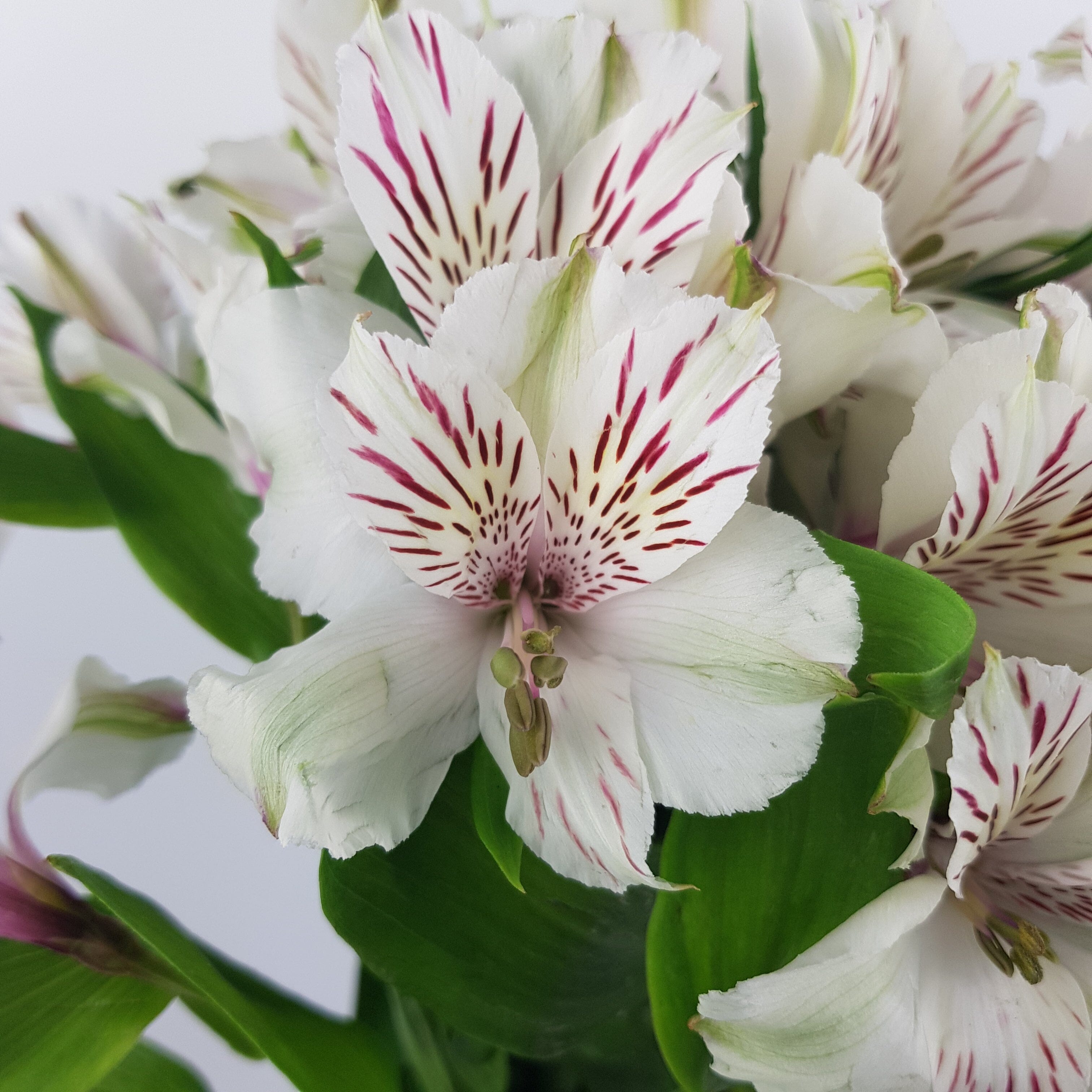 Buy Fresh Flower Online | Floristika Bangsar – Floristika.com.my