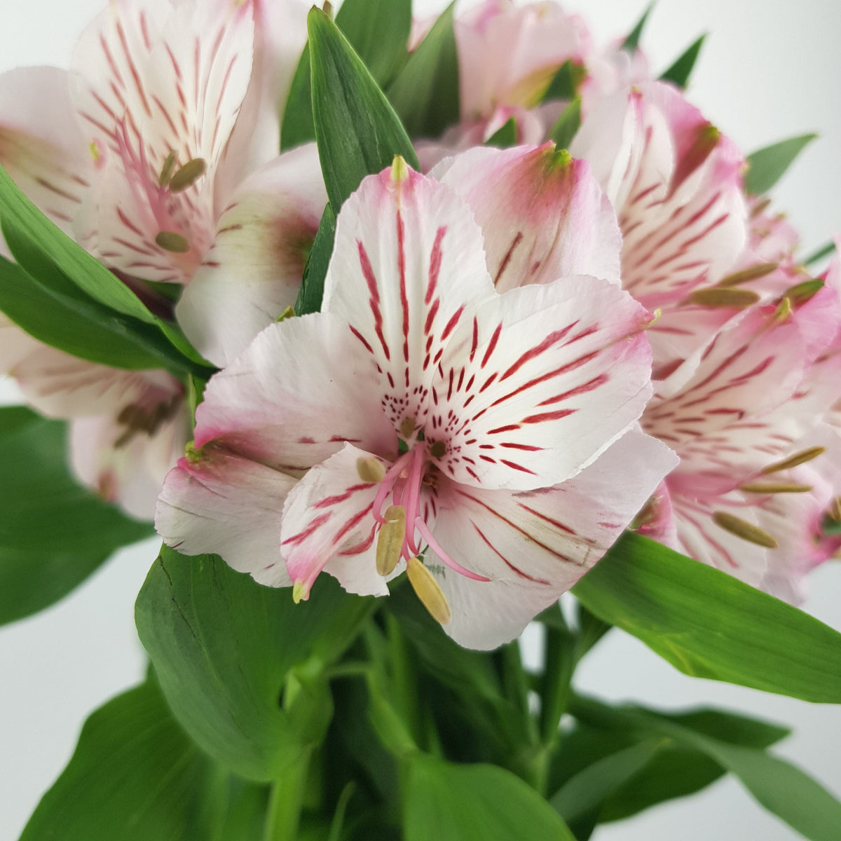 Buy Fresh Flower Online | Floristika Bangsar