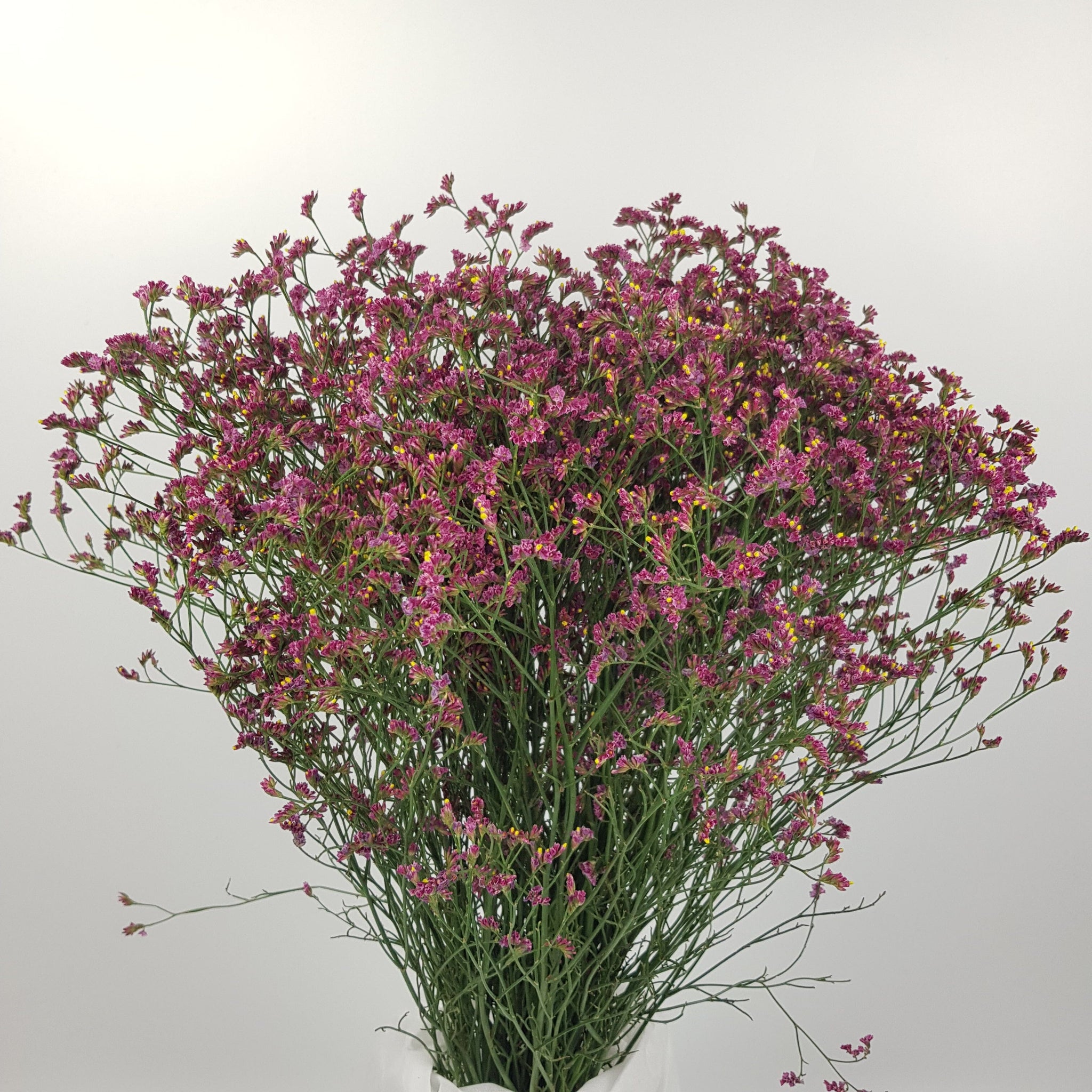 Caspia Flower Malaysia | Floristika.com.my