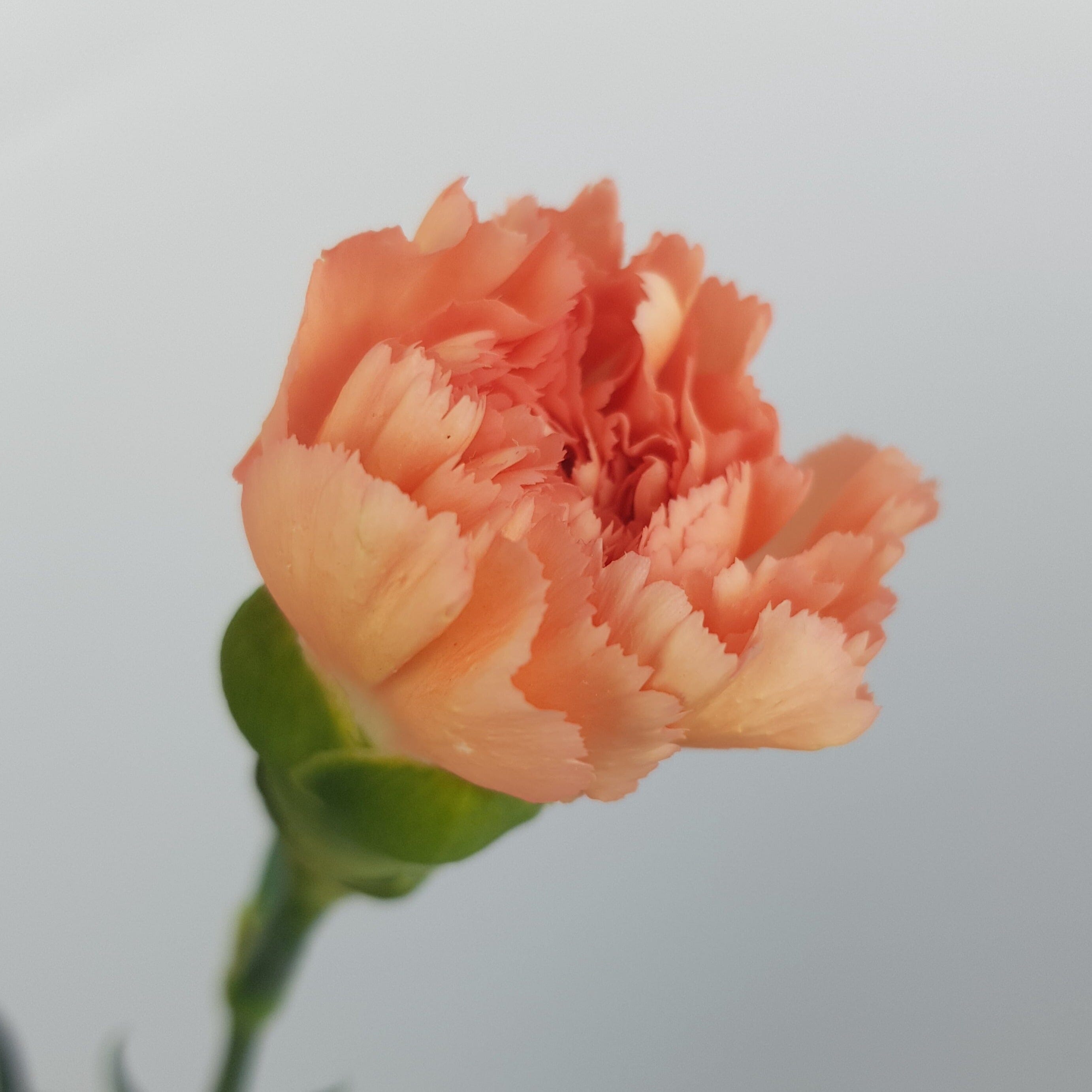 Carnations (Imported) - Champagne | Floristika.com.my