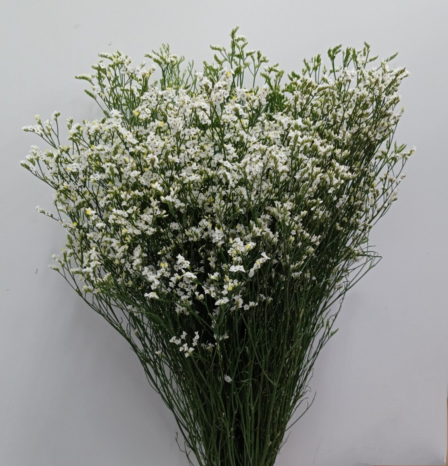 Wholesale Flowers Malaysia | Local & Import Fresh Cut Flower