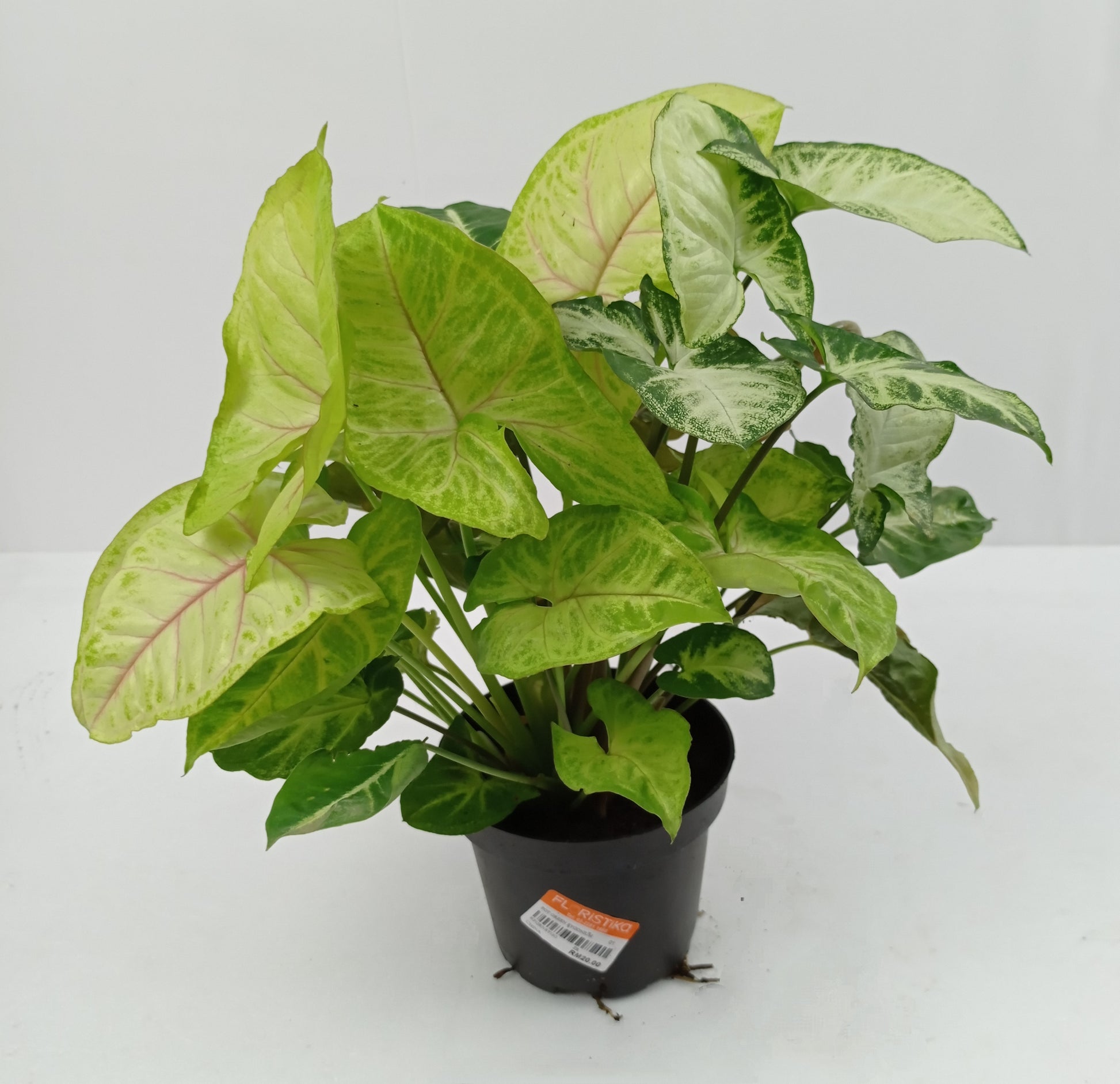 Pot Green Syngonium - Green – Floristika.com.my