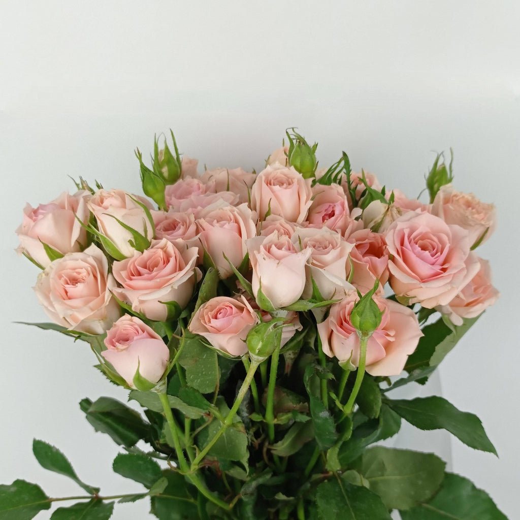 Wholesale Flowers Malaysia | Local & Import Fresh Cut Flower