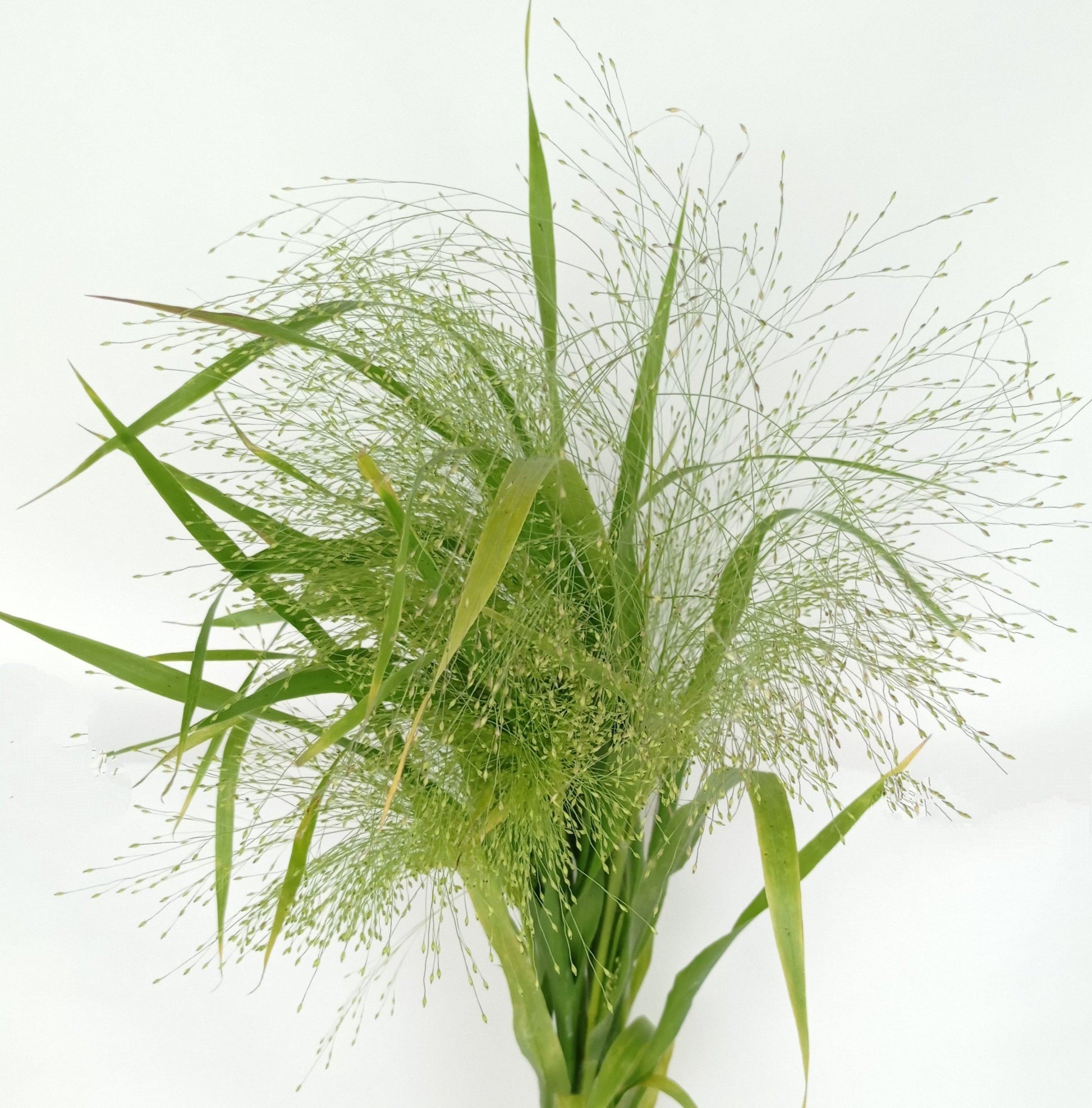 Panicum/Fountain Grass | Floristika Bangsar – Floristika.com.my