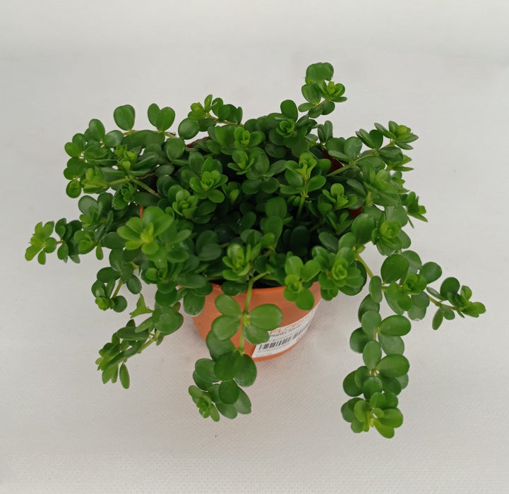 Pot Rondo Romana P8.5