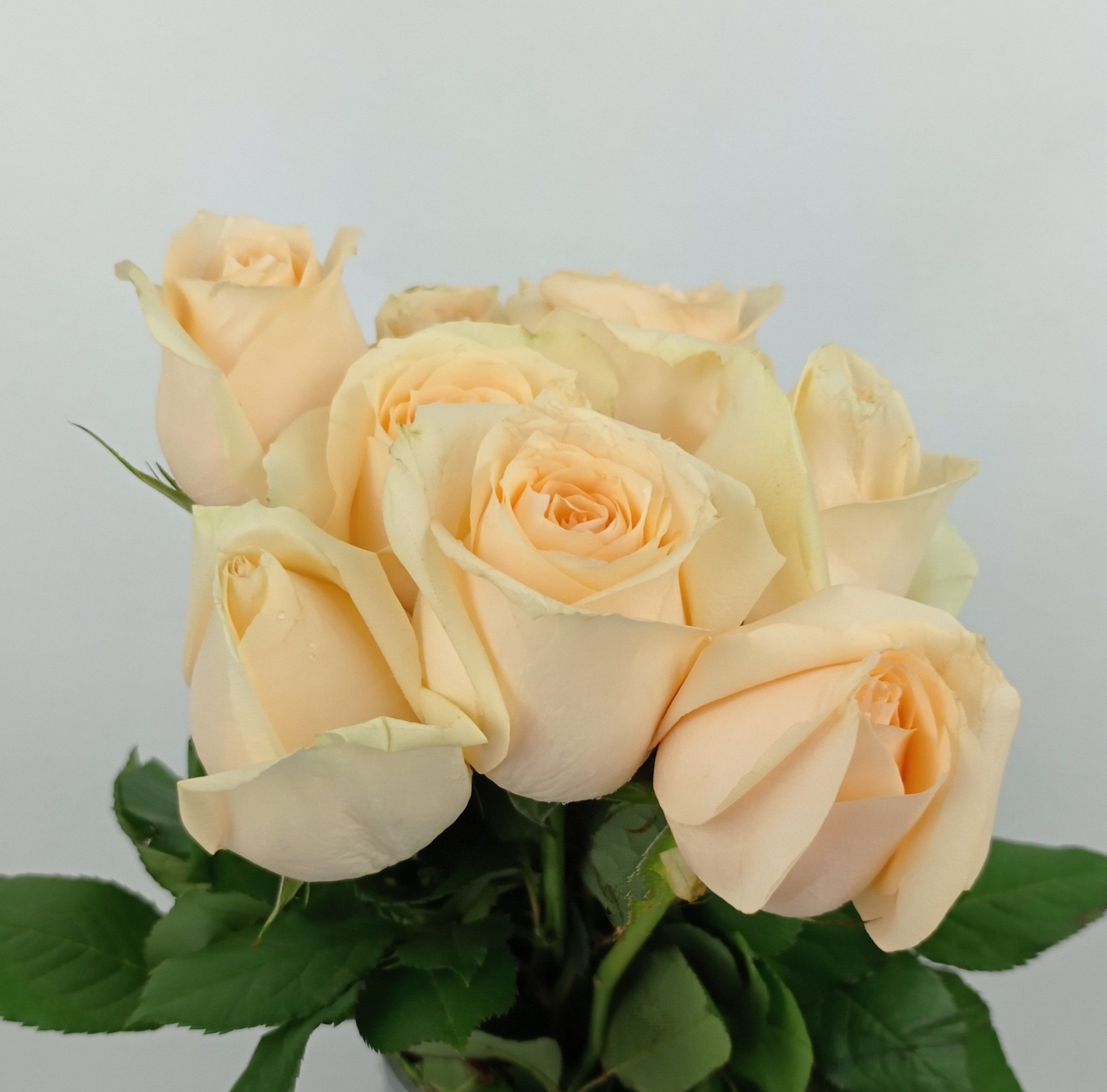 Rose 40cm - Peach Avalanche – Floristika.com.my