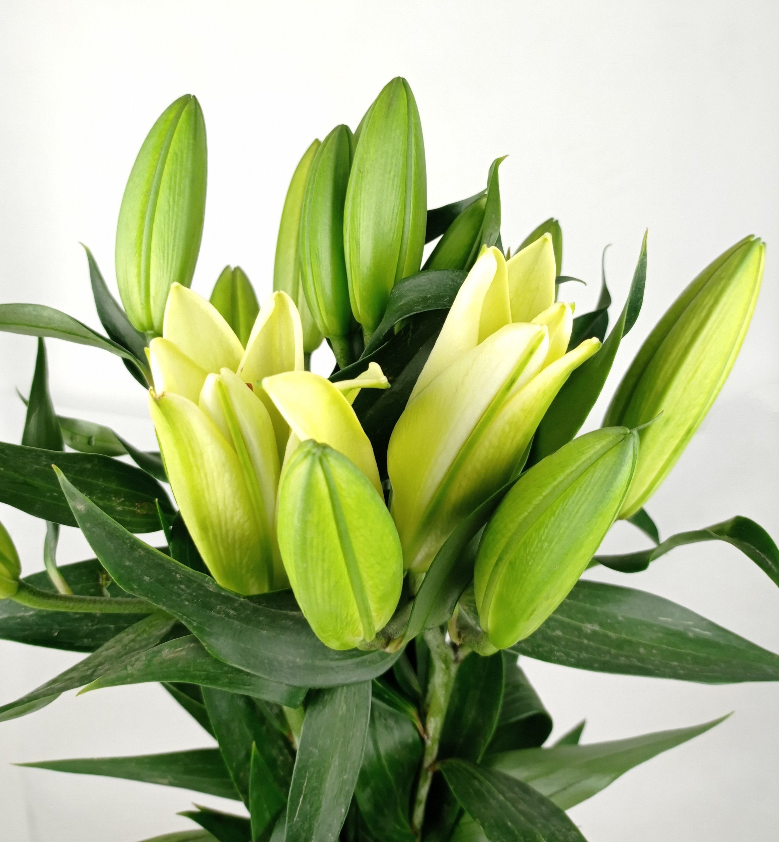 Fully Bloom Lily Manissa - Yellow [Clearance Stock] – Floristika.com.my