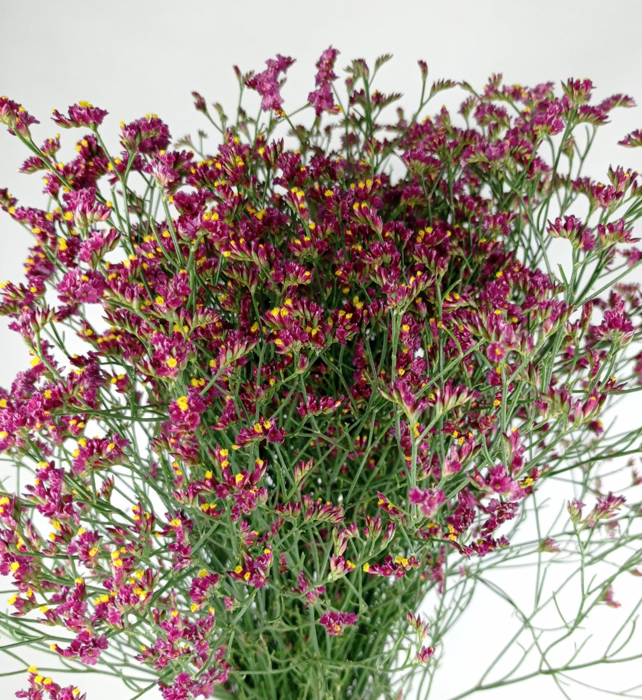 Casphia (Imported) - Pink | Floristika.com.my