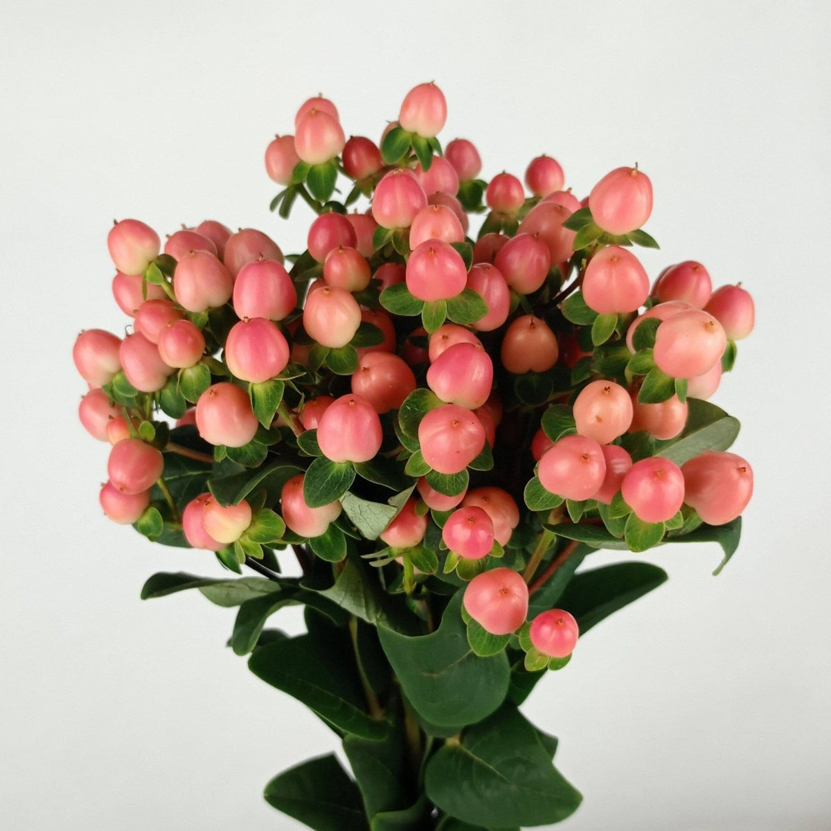 Fresh Hypericum Berry Pink Bulk Orders