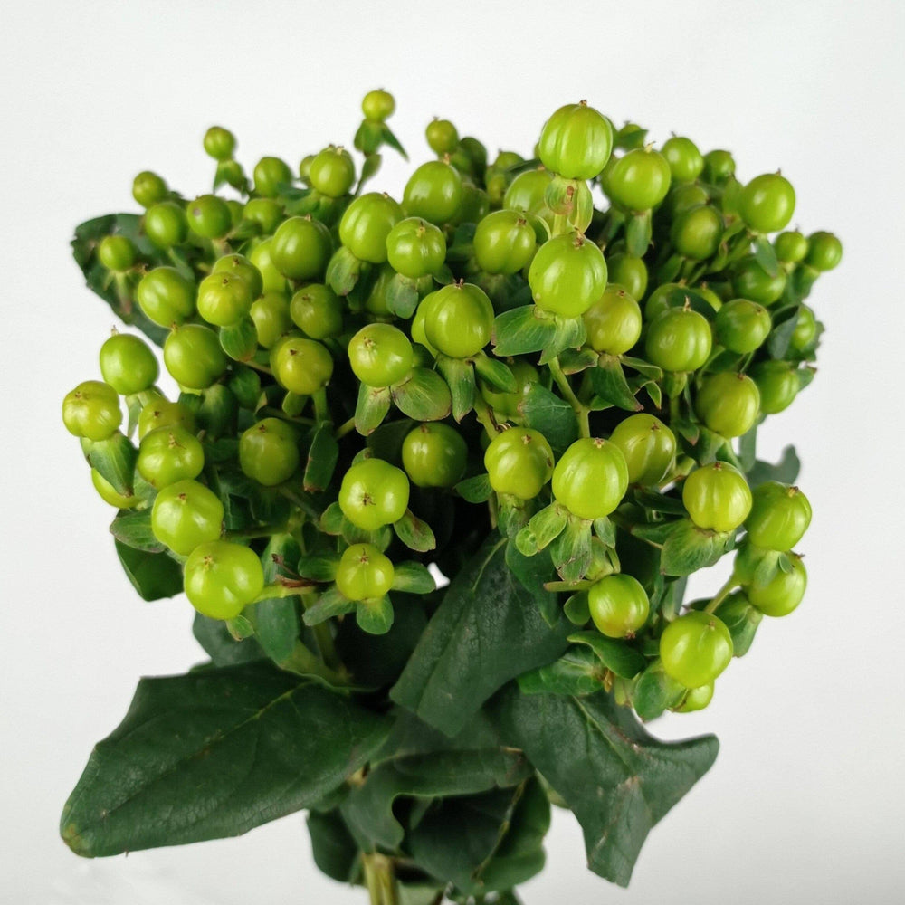 Hypericum Berry Green Bulk Orders