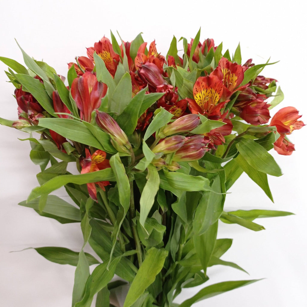 Wholesale Flowers Malaysia | Local & Import Fresh Cut Flower