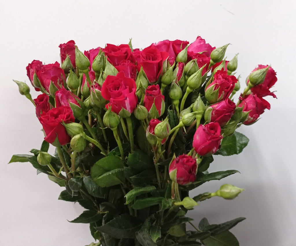 Wholesale Fresh Cut Roses with Convenient Delivery - Floristika