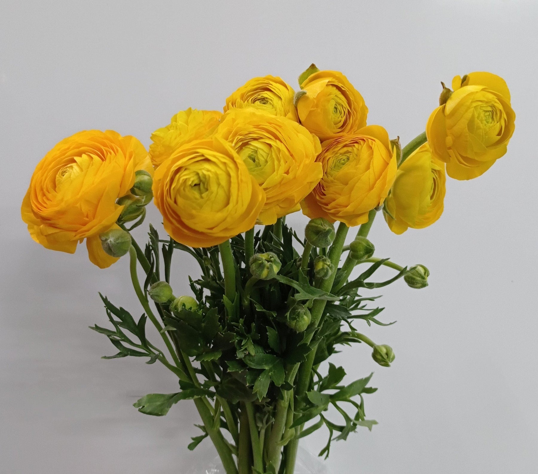 Ranunculus (Imported) - Yellow | Floristika Bangsar