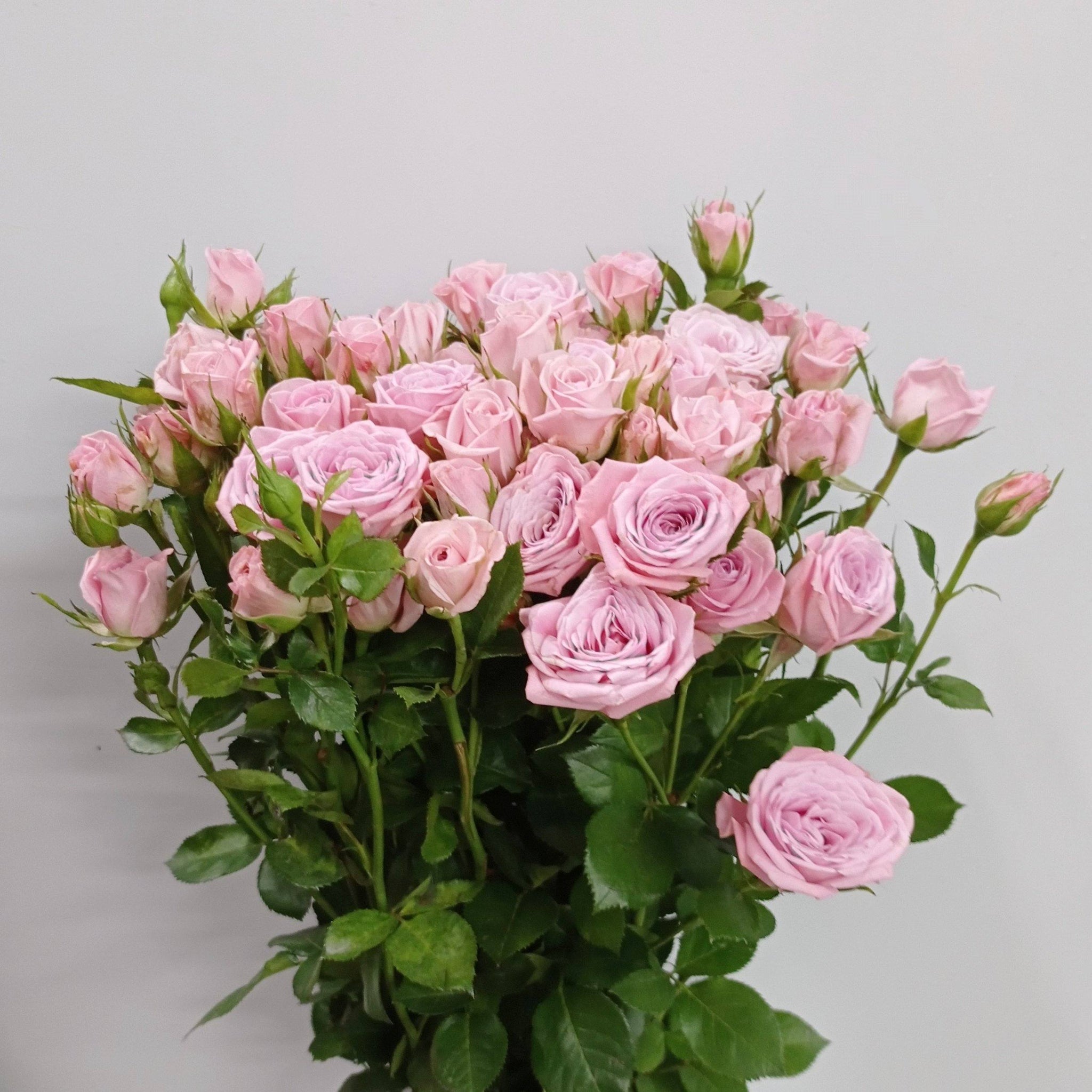 Wholesale Fresh Cut Roses with Convenient Delivery - Floristika