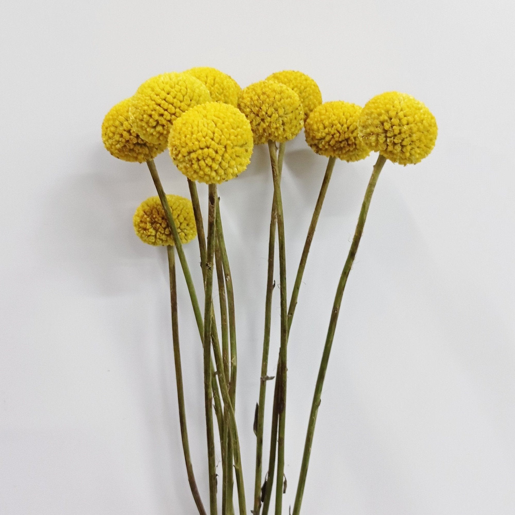 Craspedia Balls (Imported) - Yellow | Shop Fresh Cut Flower Online ...