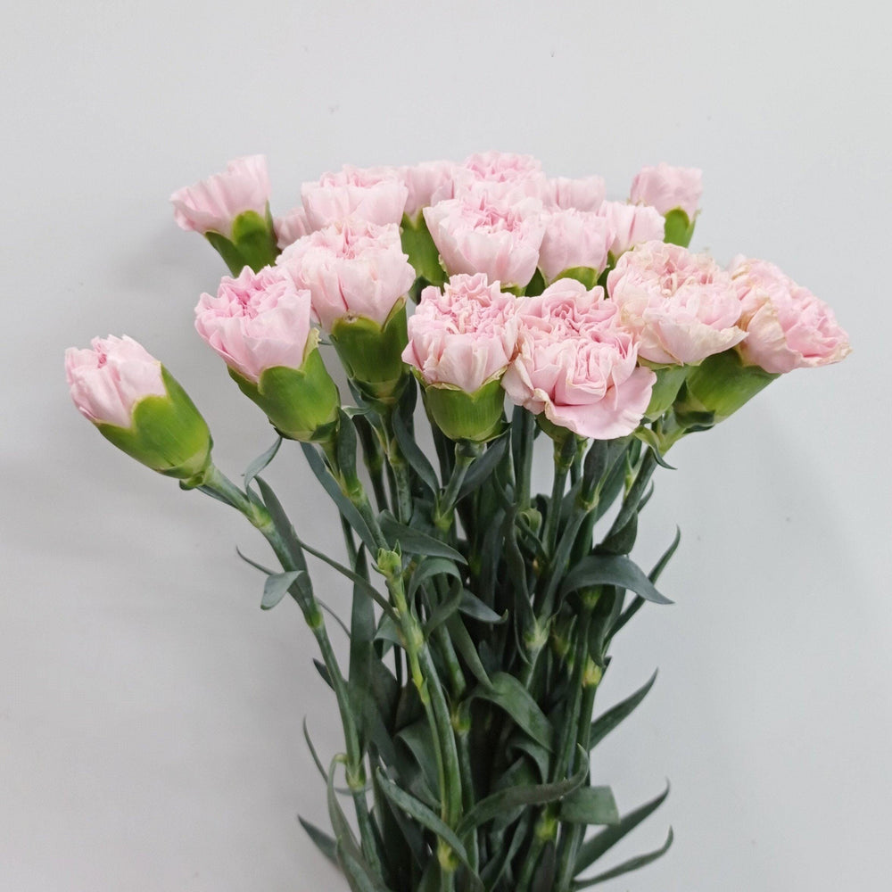 Carnation Fresh Cut Flowers | Floristika Bangsar