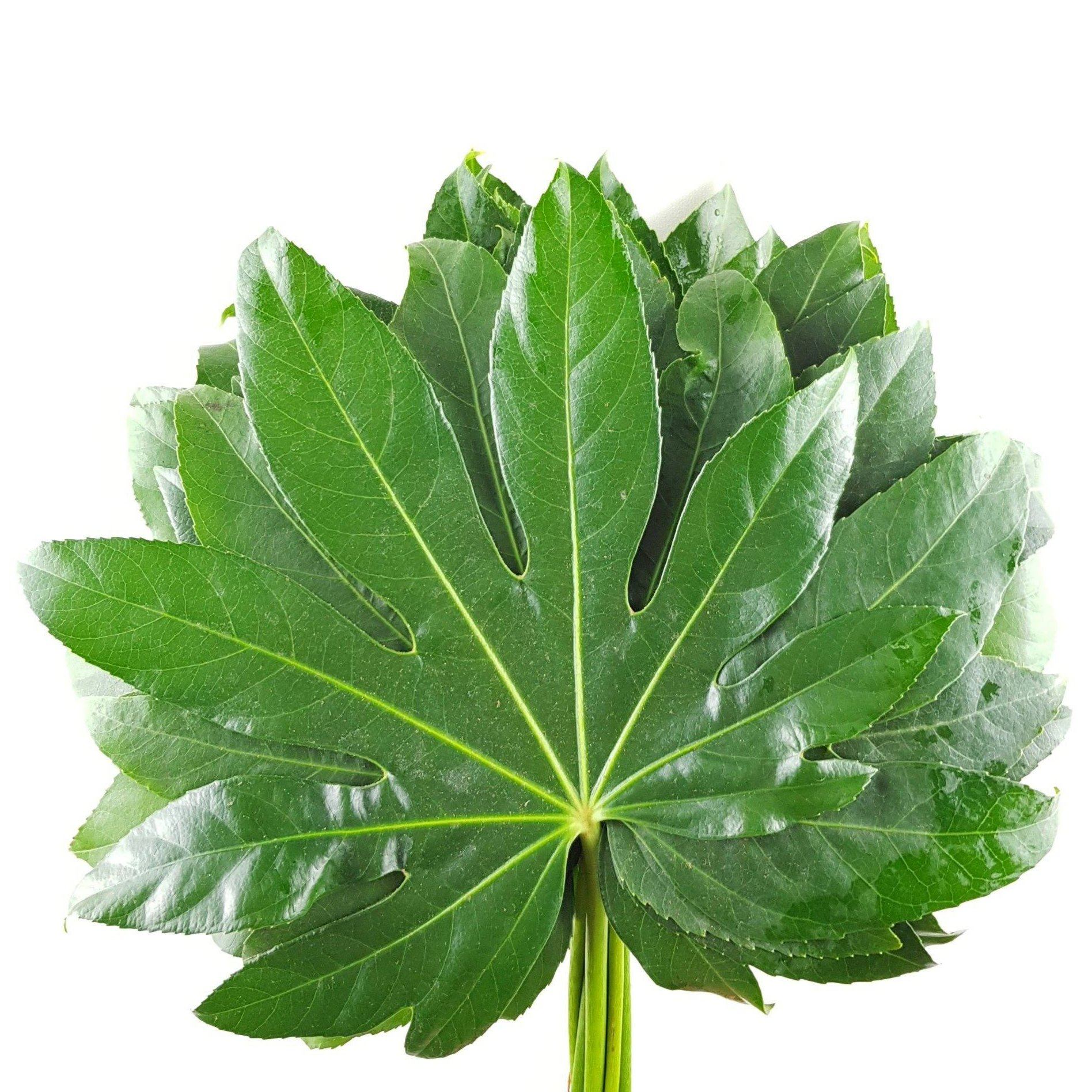 Fatsia Leaf – Floristika.com.my
