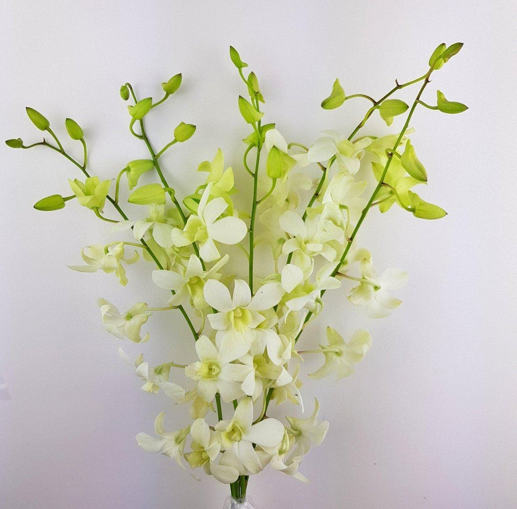 Orchid Flower Malaysia | Fresh Cut Orchid At Wholesale Price