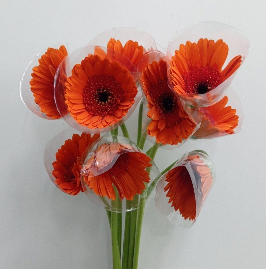 Wholesale Flowers Malaysia | Local & Import Fresh Cut Flower