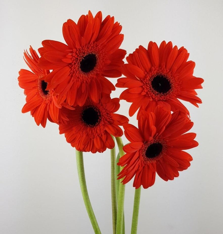 Wholesale Flowers Malaysia | Local & Import Fresh Cut Flower