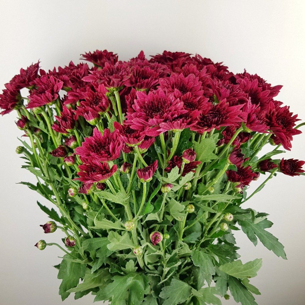 Pom Pom - Assorted Colours – Floristika.com.my