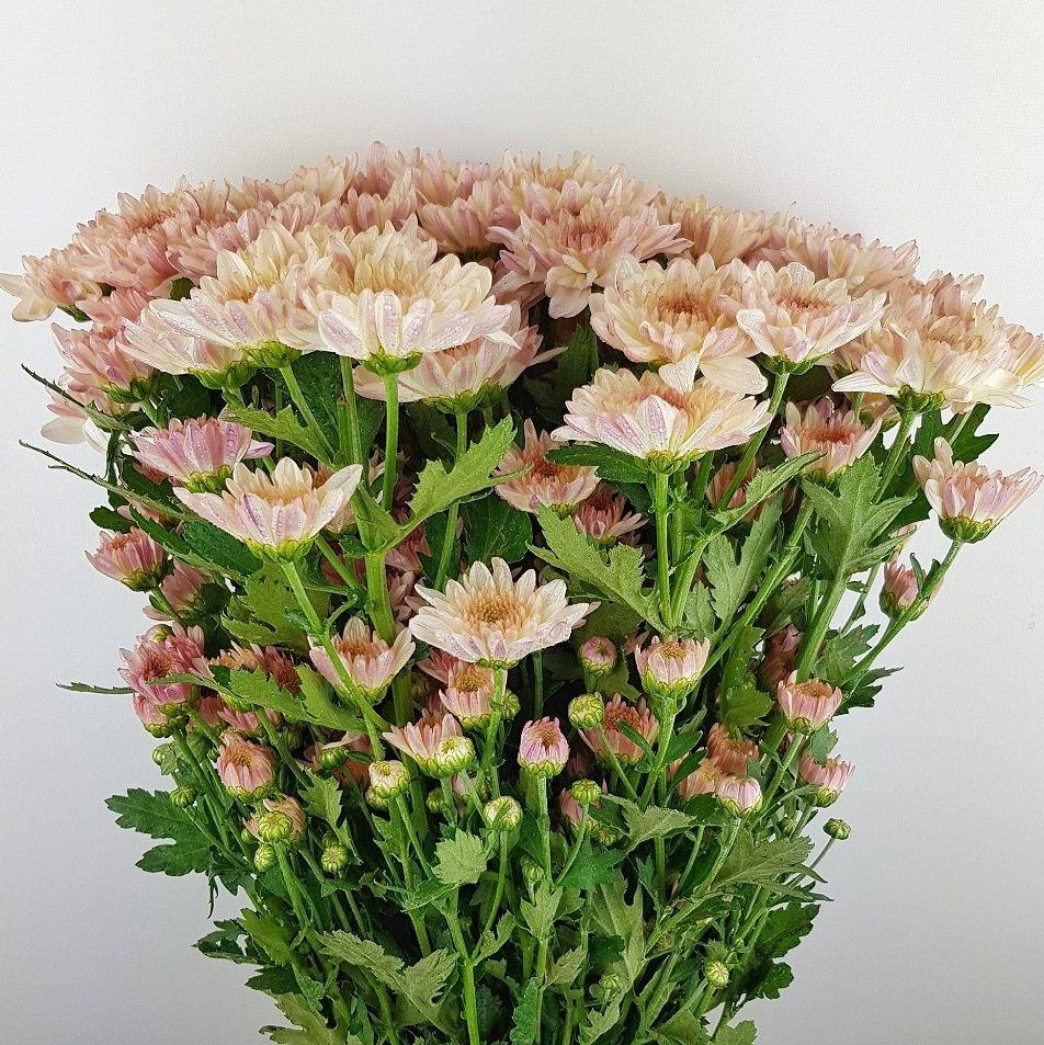 Pom Pom - Assorted Colours – Floristika.com.my