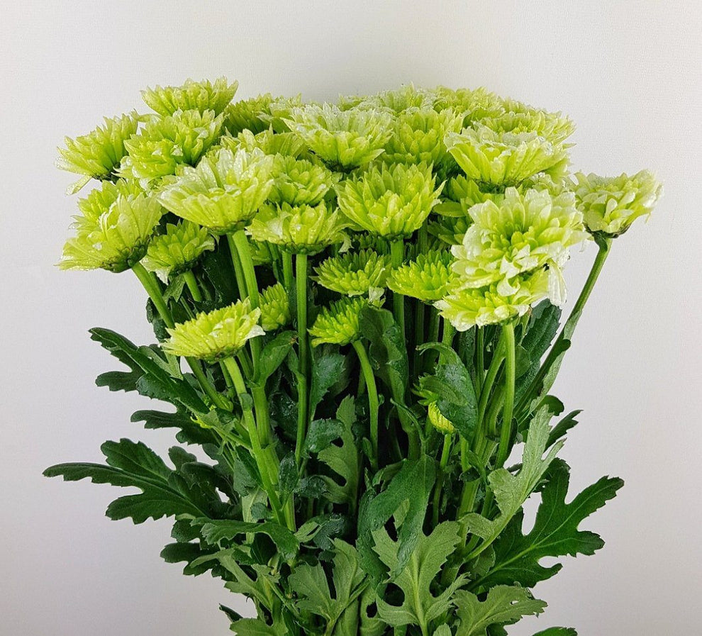 Pom Pom - Assorted Colours – Floristika.com.my