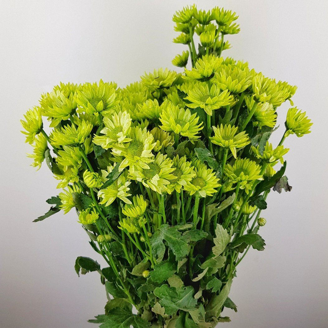 Pom Pom Daisy (Local) - Mix