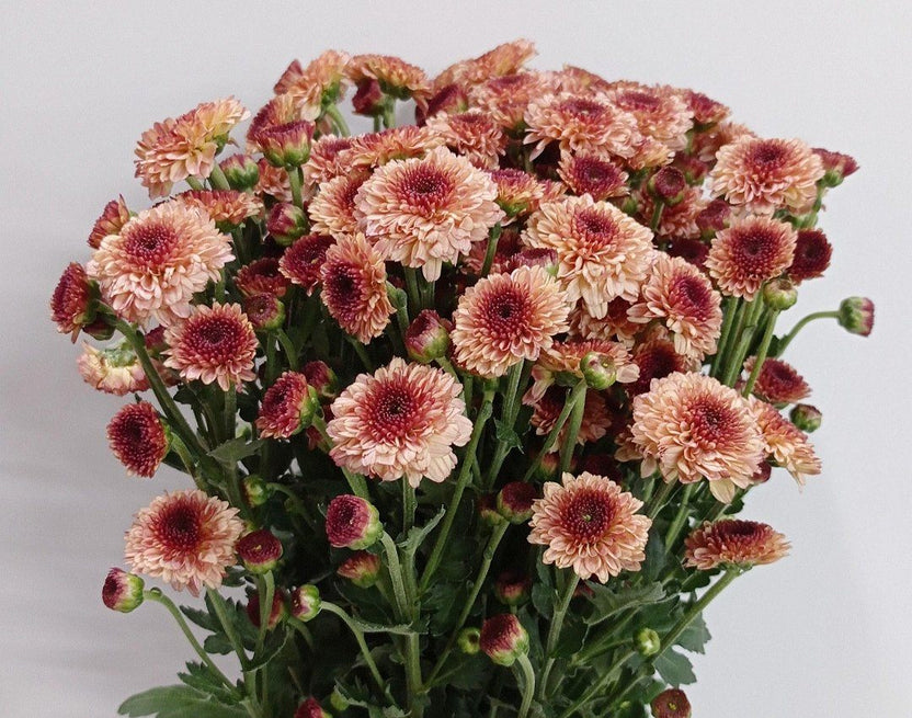 Pom Pom Button - Assorted Colours – Floristika.com.my