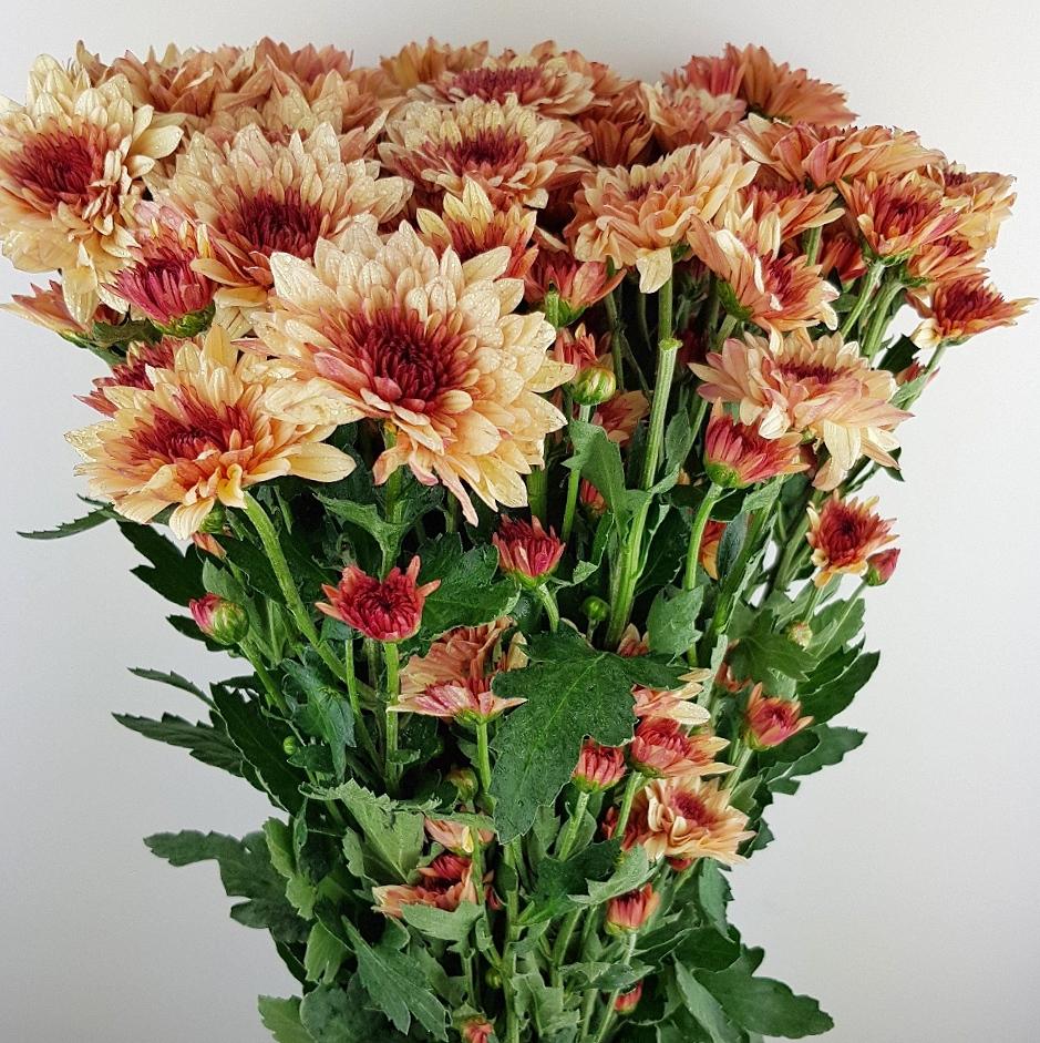 Pom Pom - Assorted Colours – Floristika.com.my