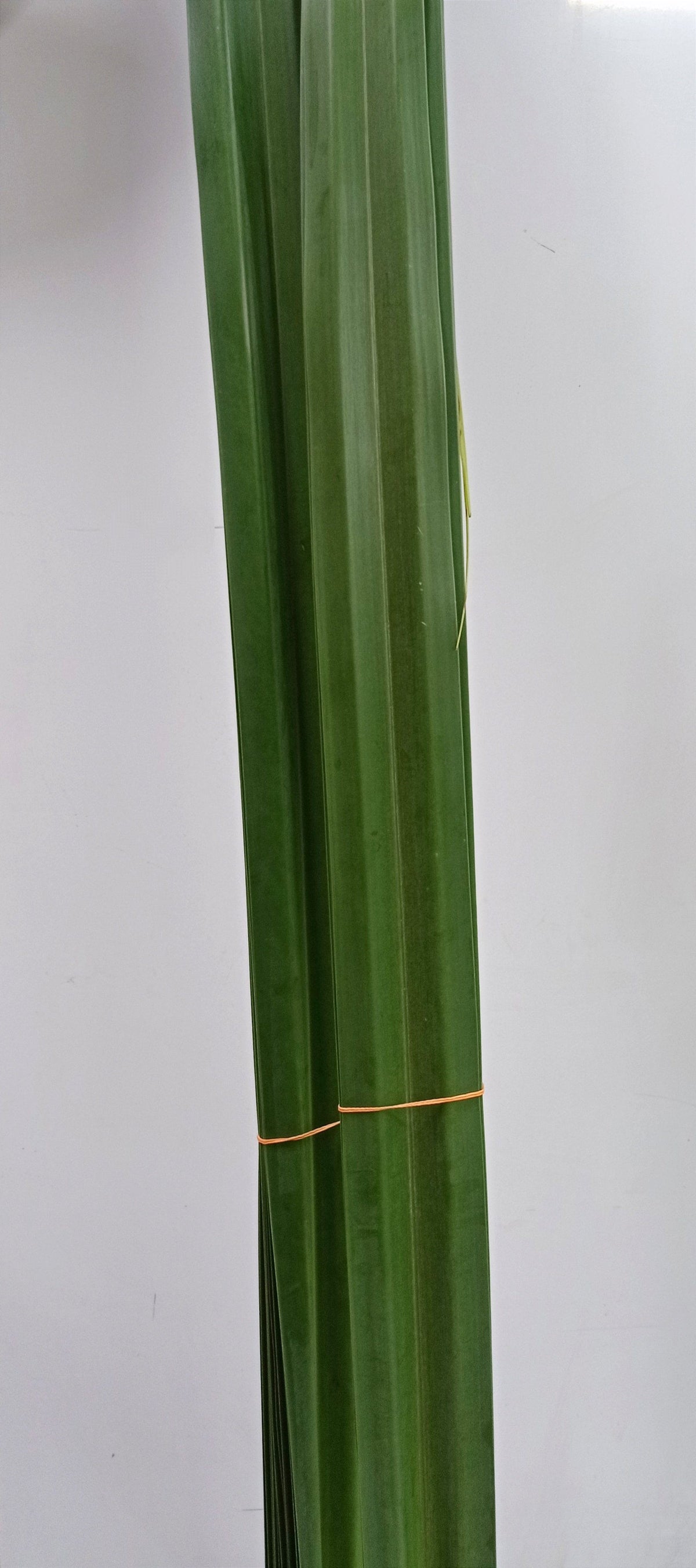 Pandanus (Local) - Green