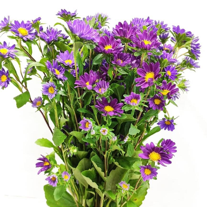 Hana (Imported) - Purple | Floristika Bangsar