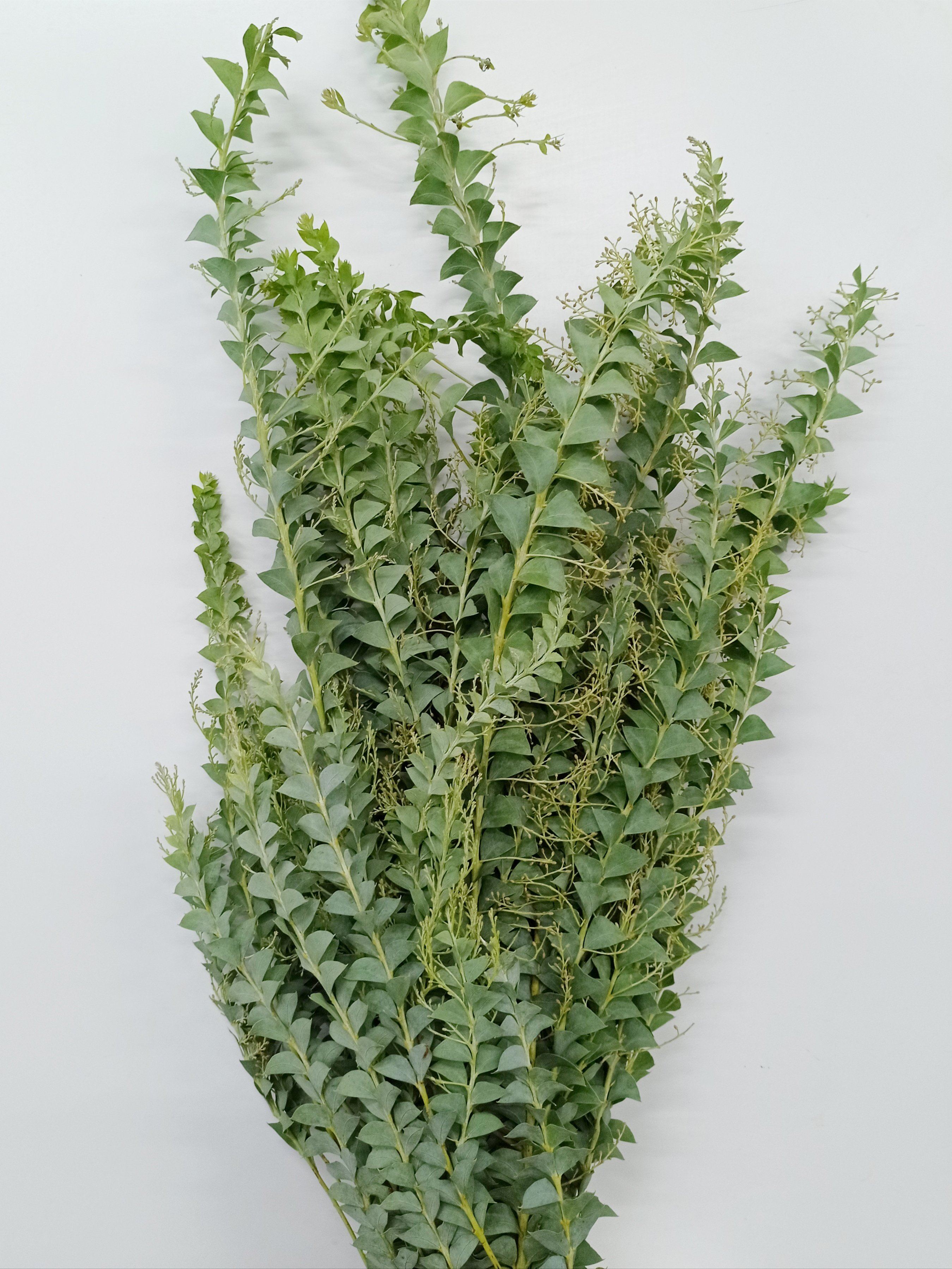 Eucalyptus Tricircle (Imported) - Green – Floristika.com.my