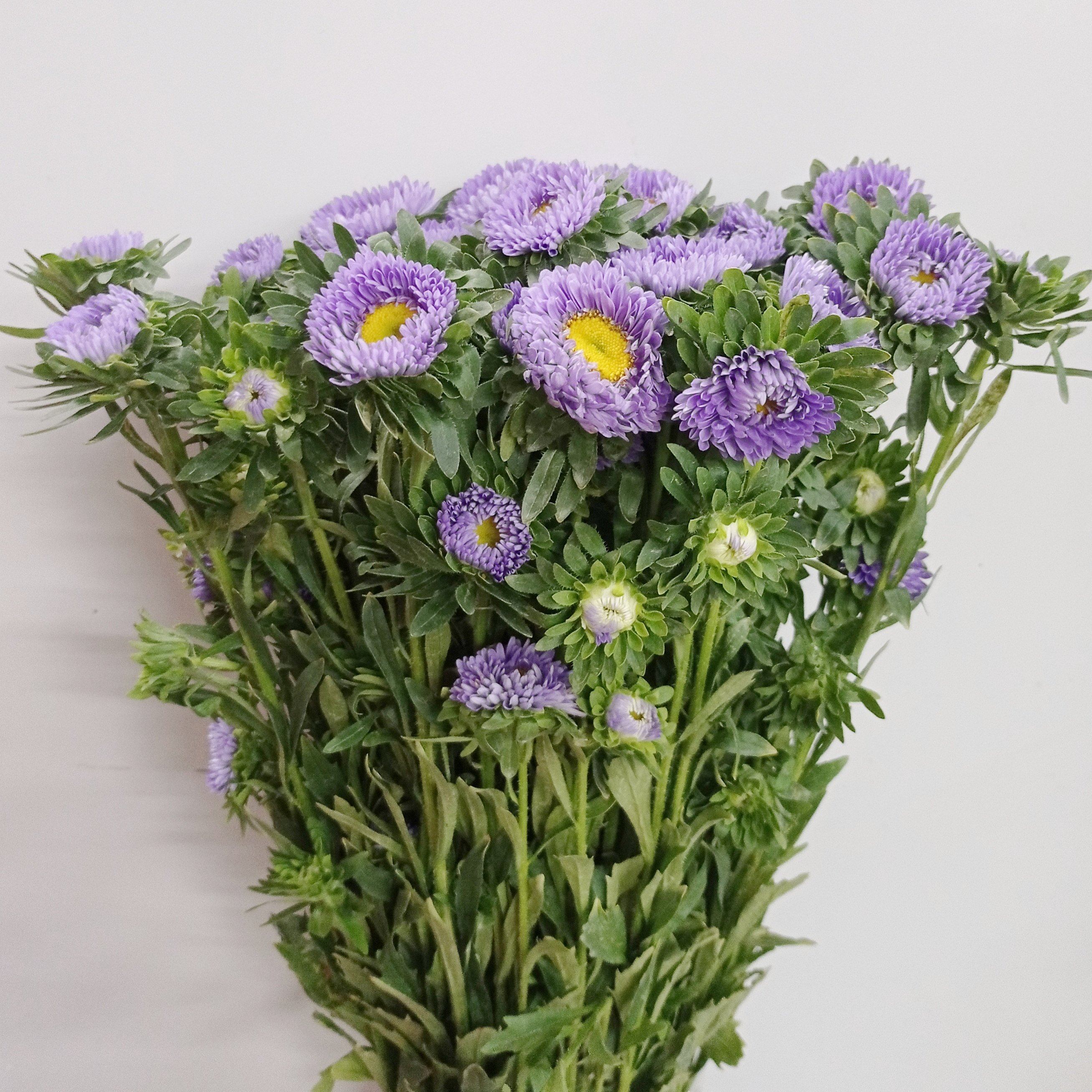 Fresh Cut Flower - Aster | Floristika.com.my