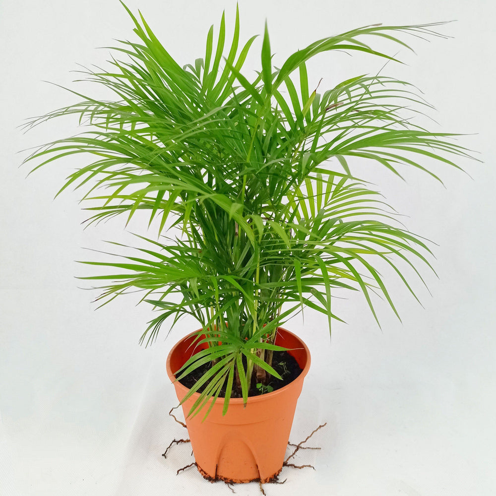 Pot Jawa Palm P150 (Local) - Green