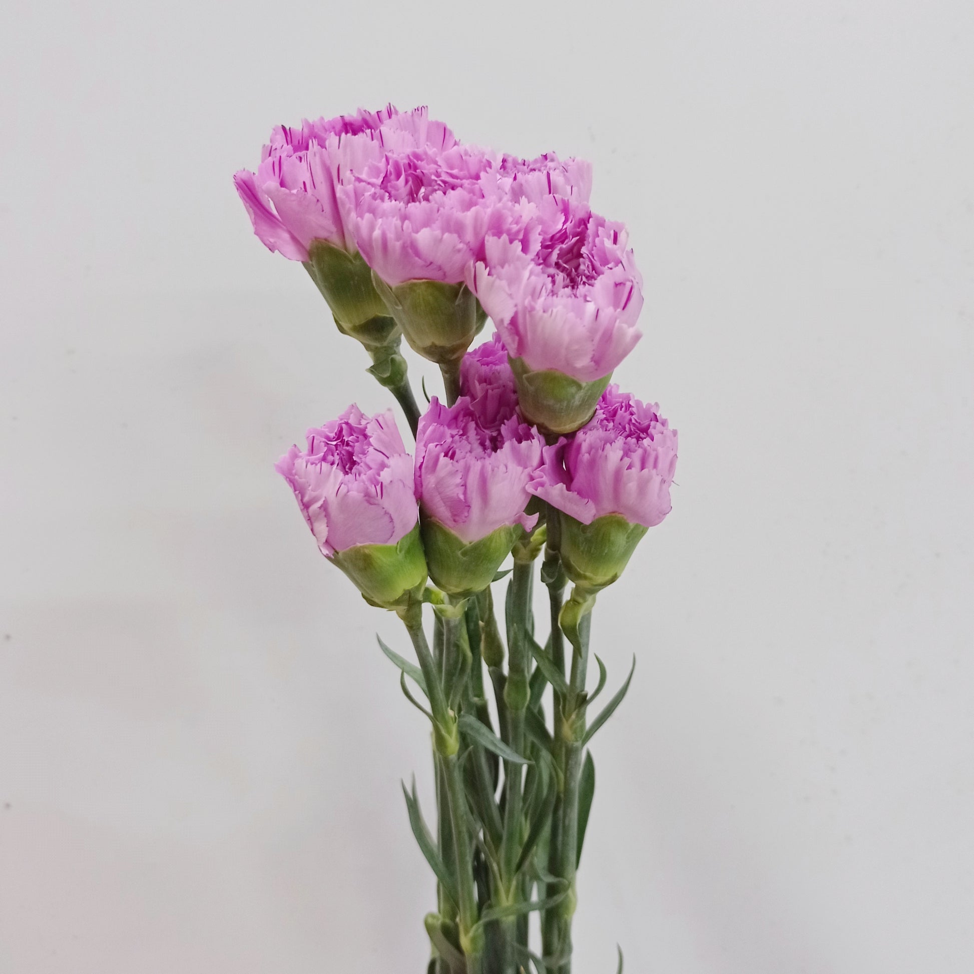 Carnation- Light Purple – Floristika.com.my