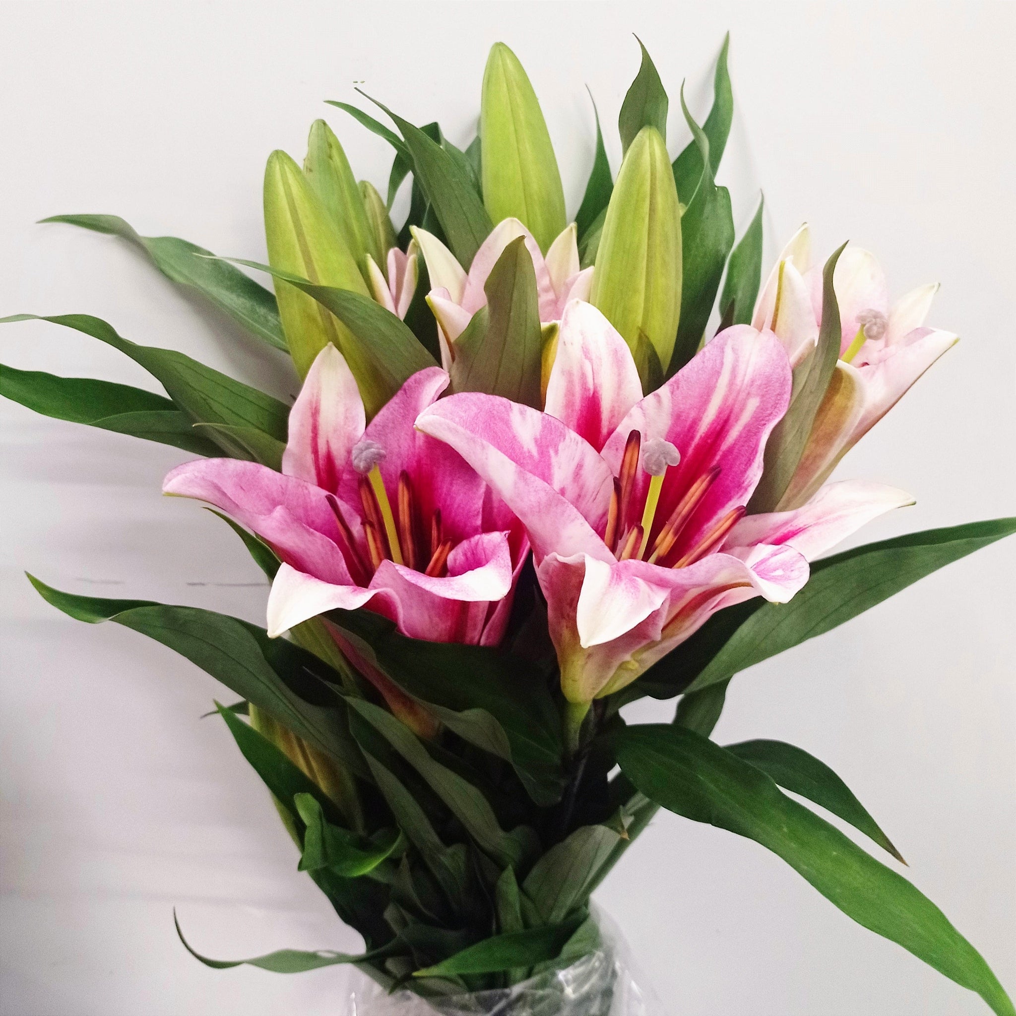 Lily Flower Malaysia | Fresh Lily Flower At Wholesale Price