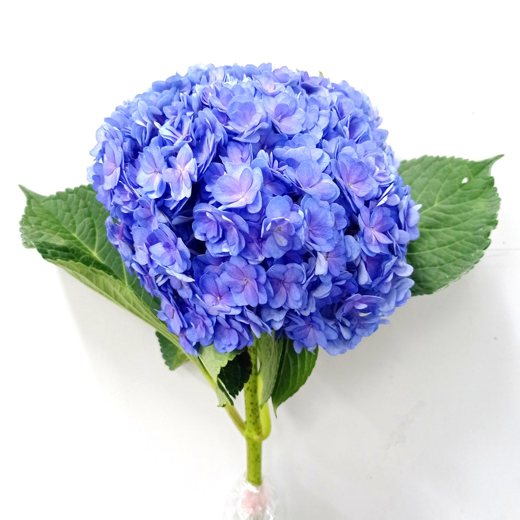 Wholesale Flowers Malaysia | Local & Import Fresh Cut Flower