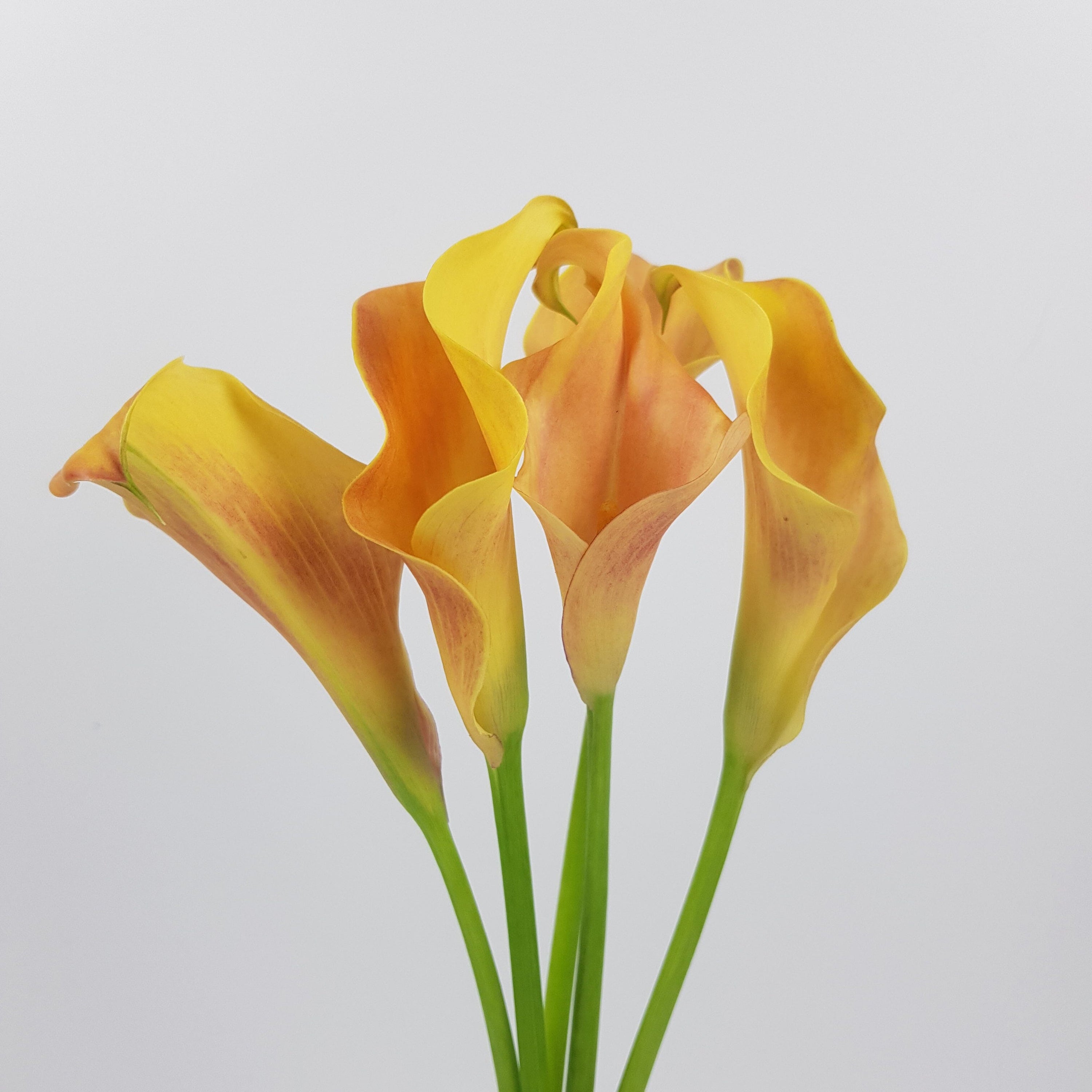 Fresh Calla Lily Flowers Malaysia | Floristika Bangsar