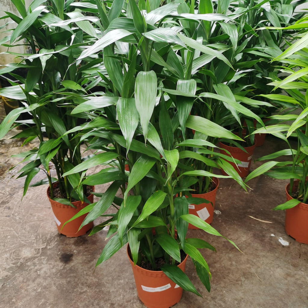 Small Potted Plants | Indoor Plants | Floristika Malaysia
