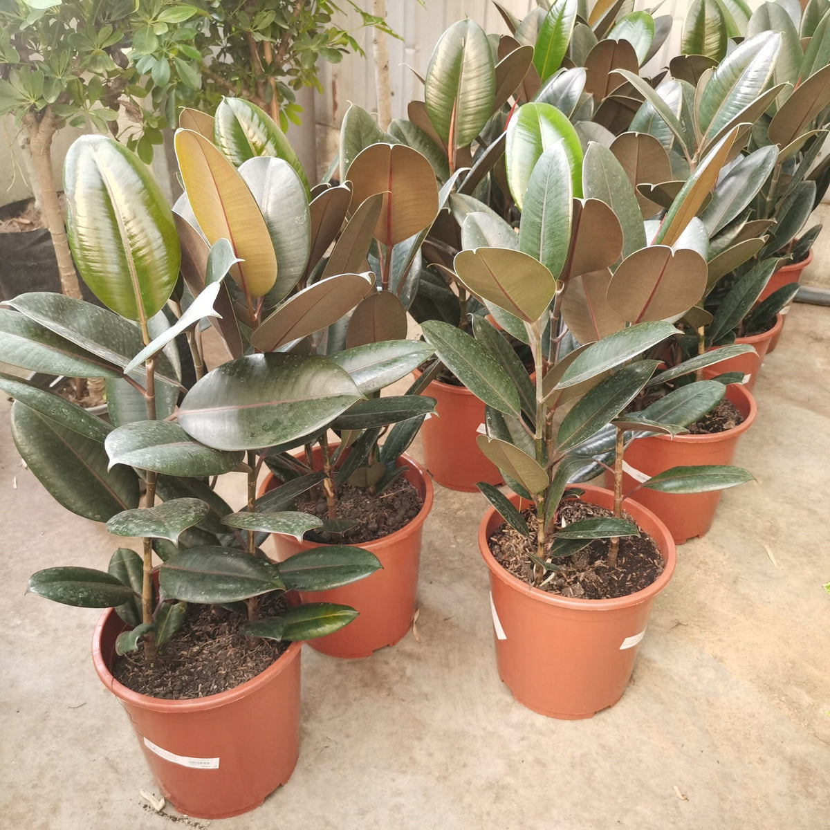 Ficus Elastika (2ft)