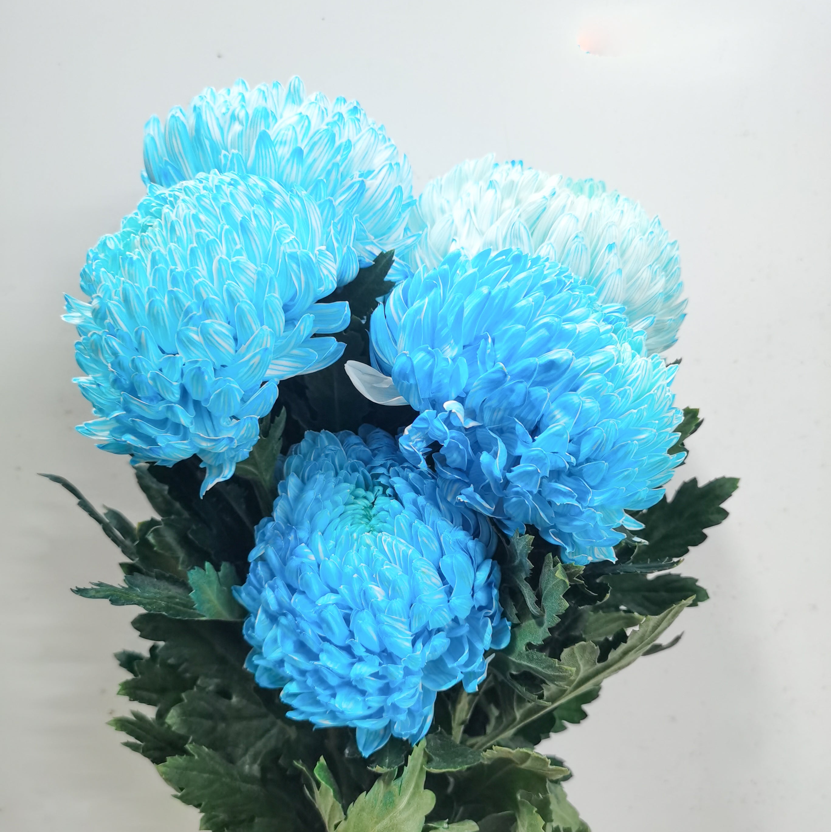 Mum Taiwan Dye Colour - Blue – Floristika.com.my