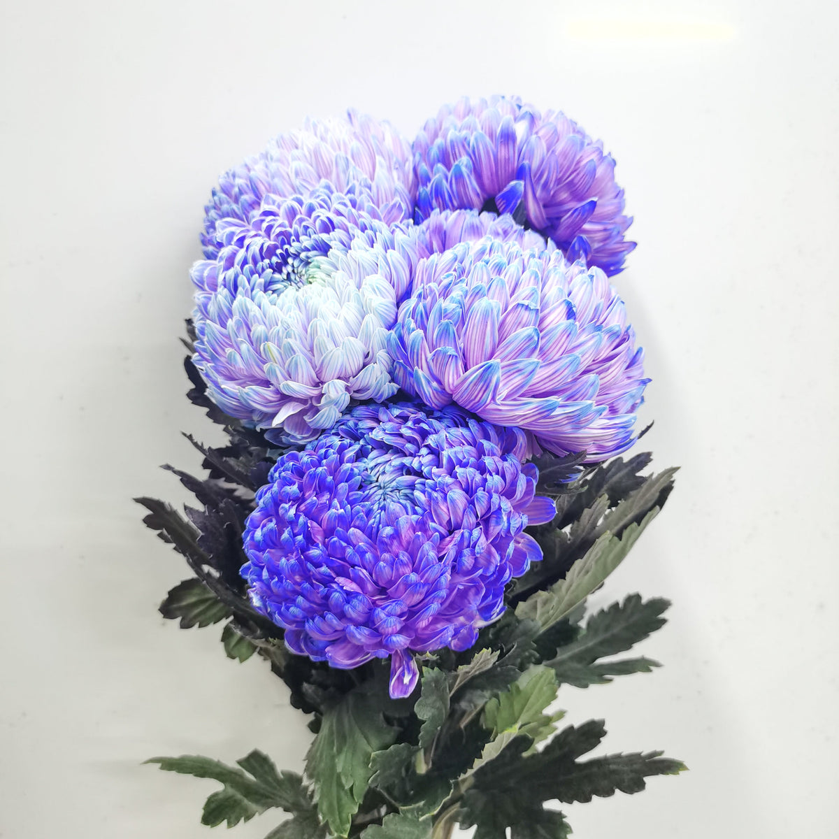 Mum Taiwan Dye Colour (Local) - Purple