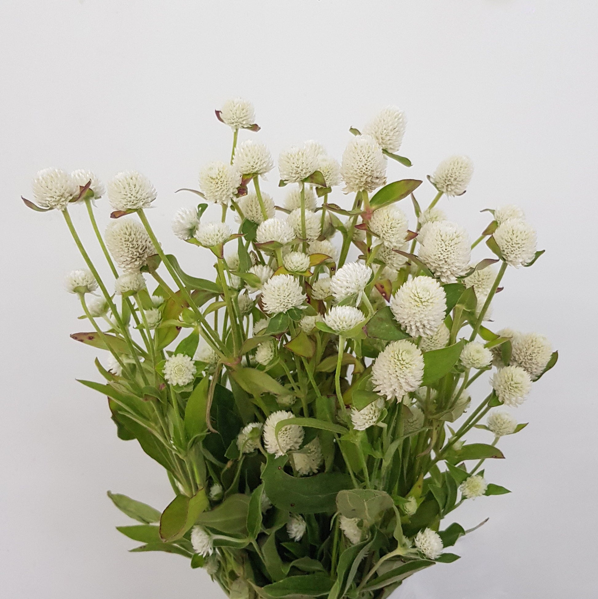 Fresh Gomphrena Flowers | Floristika Bangsar – Floristika.com.my